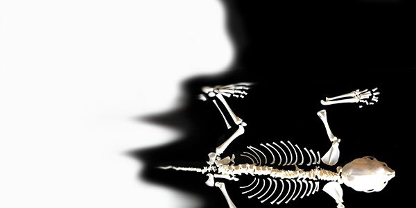 Sugar Glider Skeleton